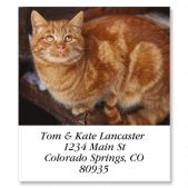 Cats Address Labels | Colorful Images