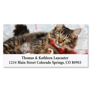 Cats Address Labels | Colorful Images