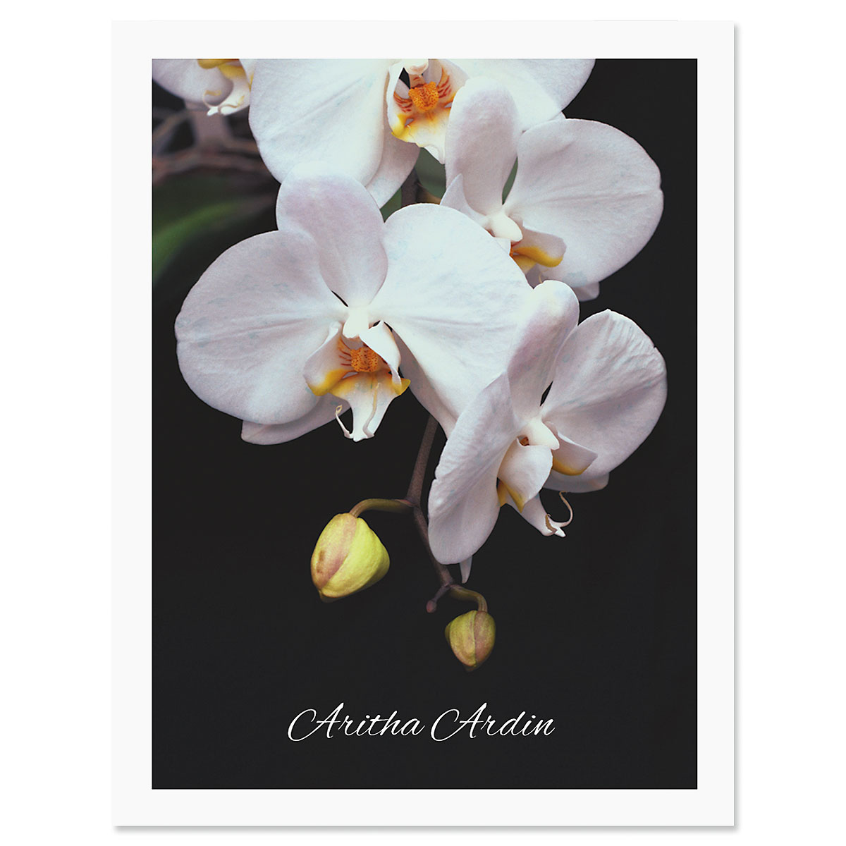 Orchids on Black Custom Note Cards | Colorful Images