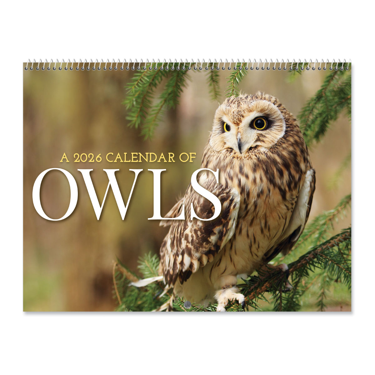 Owls 2026 Wall Calendar | Colorful Images