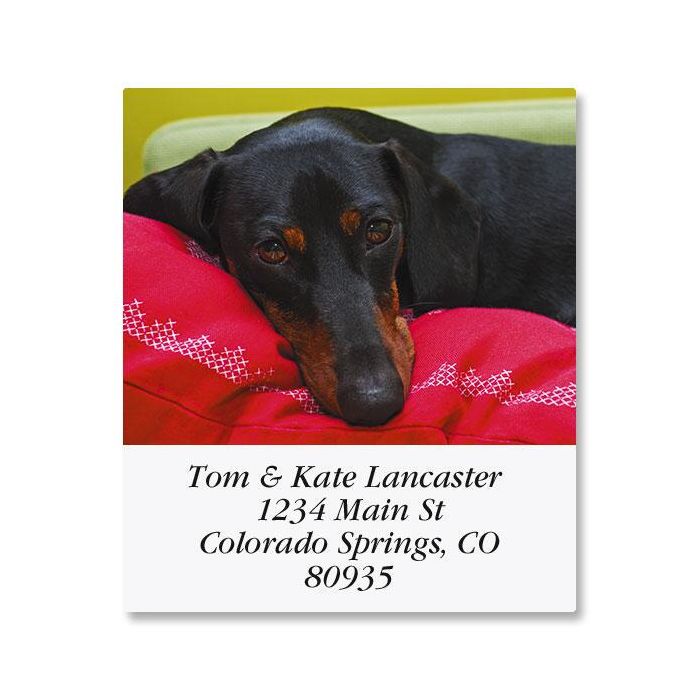 Dachshund Select Return Address Labels | Colorful Images