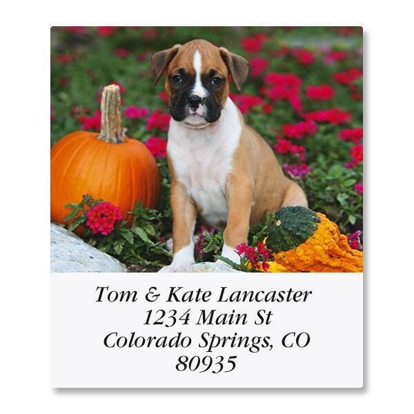 Boxer Pup Select Return Address Labels | Colorful Images