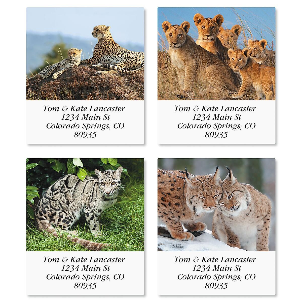 wild-cats-select-return-address-labels-colorful-images