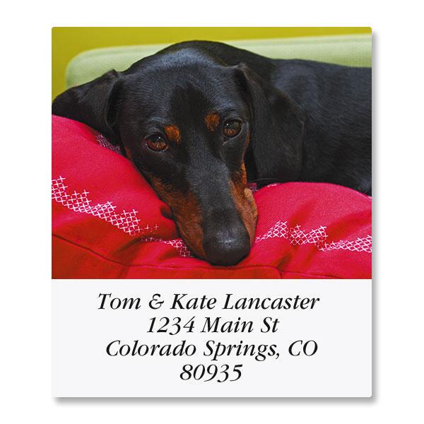 Dachshund Select Return Address Labels | Colorful Images