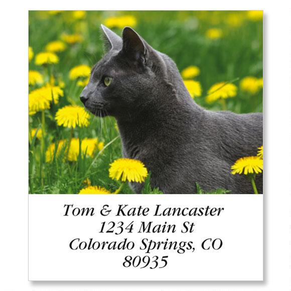 Dandy Cat Select Return Address Labels | Colorful Images