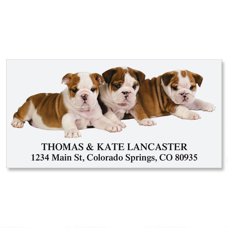 English Bulldog Puppies Deluxe Return Address Labels | Colorful Images
