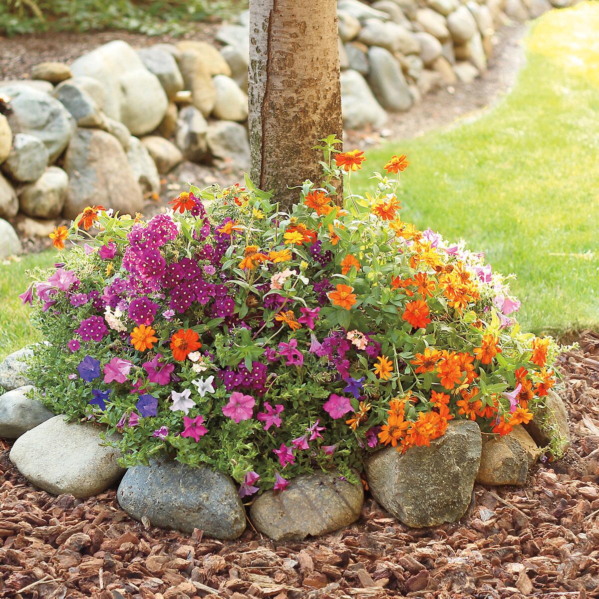 Sunny Tree Seed Mat | Colorful Images