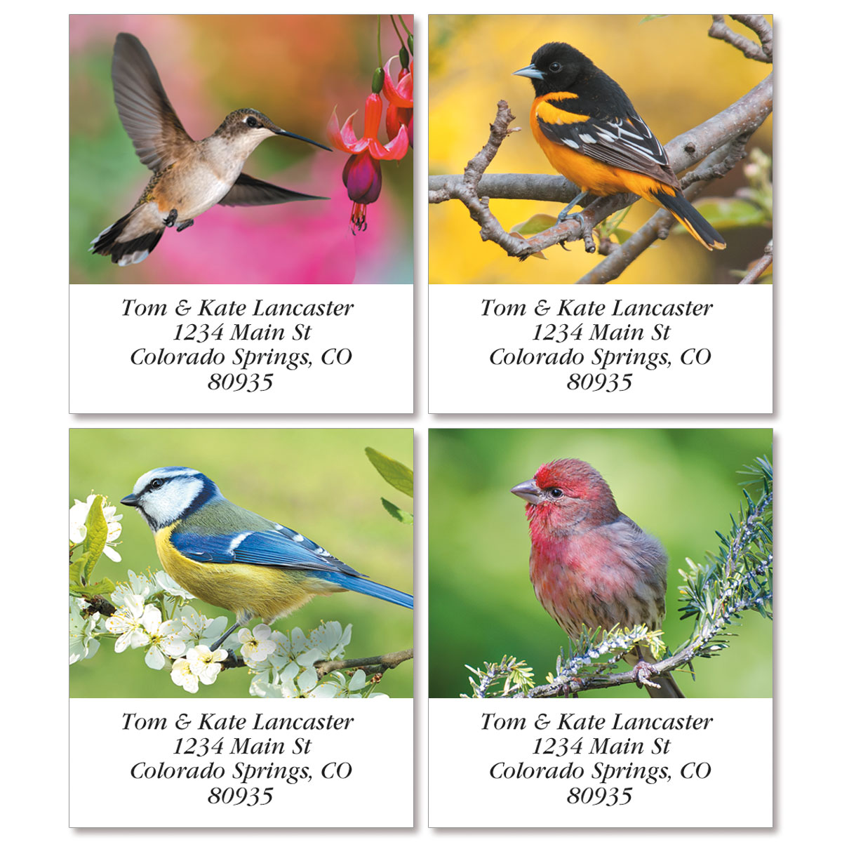 Birds of America Select Return Address Labels (4 Designs) | Colorful Images
